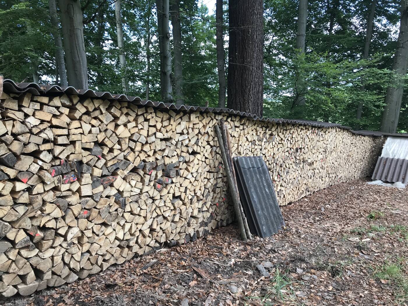 ～日本の森の変遷と森林伐採の歴史～日本最古の森林伐採禁止令とは? - キイノクス編集部