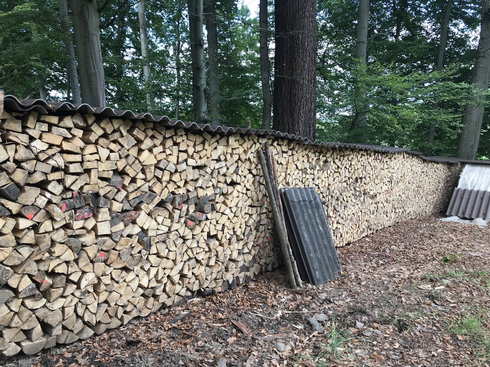 ～日本の森の変遷と森林伐採の歴史～日本最古の森林伐採禁止令とは? - キイノクス編集部