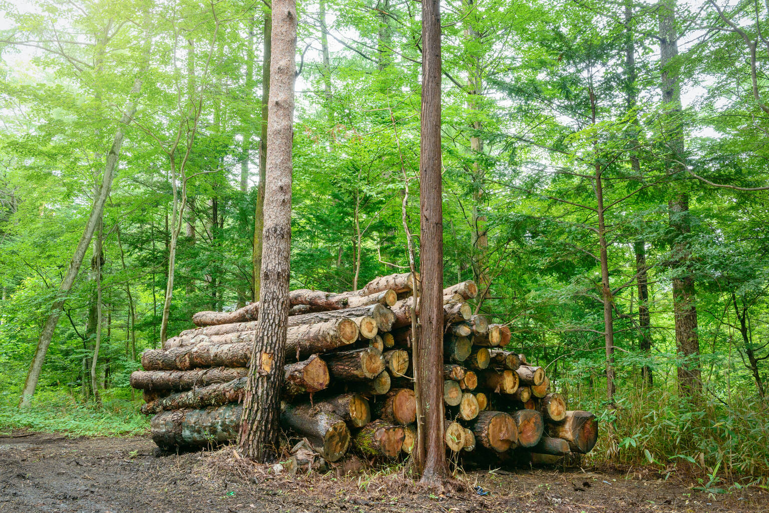 “木の力”でカーボンニュートラルを実現! 国産木材の利活用が注目される理由 - キイノクス編集部